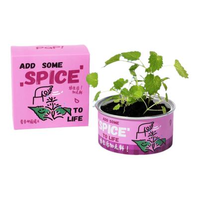 【植物礼物】PAP厨房香料种植罐紫苏罗勒藿香盆栽绿植实用好养