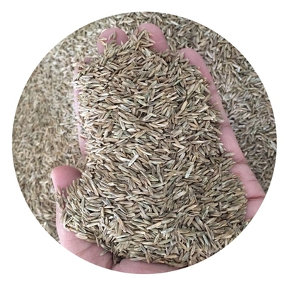 矮生四季常青黑麦草生长快补绿快