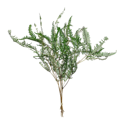 天然风干蕨叶芒萁干花植物叶子