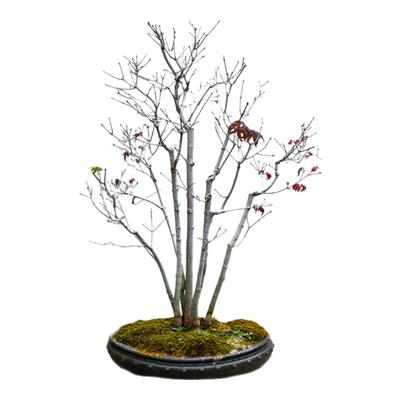 孤品盆景鸡爪槭老桩盆景一物一拍