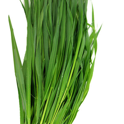 黑麦草鲜草荷兰猪豚鼠粮兔子猫草