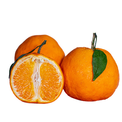 正宗四川桔子七厢地明日见柑橘