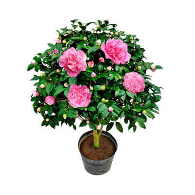 香妃山茶花带香味浓香型好养树苗