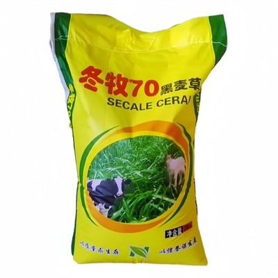 厂家批发冬牧70黑麦草牧草种子