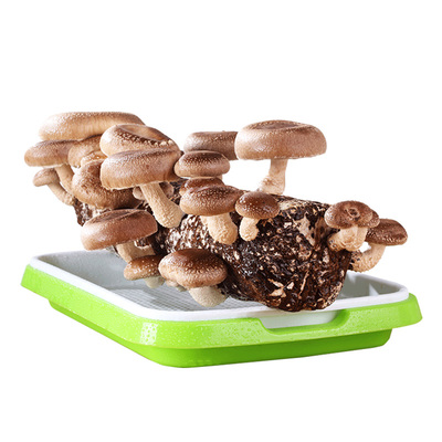 香菇种植包食用菌家庭新鲜