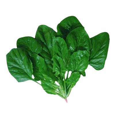 菠菜种子春季耐热耐寒蔬菜