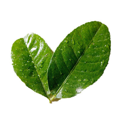 冬阴功汤料新鲜国产柠檬叶西餐