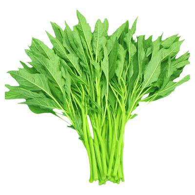 柳叶青苋菜种子细叶苋菜