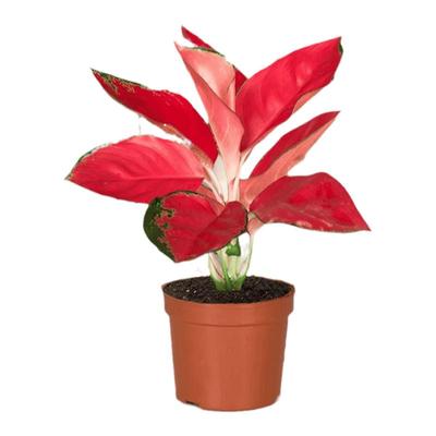 中国红室内净化空气绿植