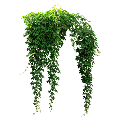 爬山虎爬藤植物耐寒耐旱秋冬变色