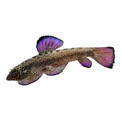 吸鳅除藻工具鱼冷水清道夫原生冷水观赏鱼爬岩鳅鱼缸清洁新手好养