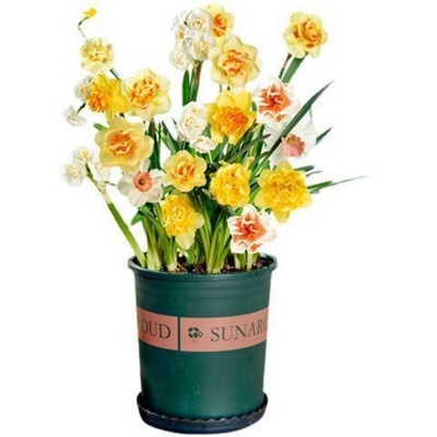 冬季爆款水仙花水培四季开花盆栽耐寒植物室内重瓣客厅阳台花期