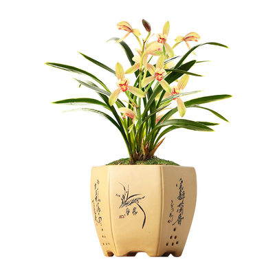 艾莹兰花苗禅月达摩浓香型建兰