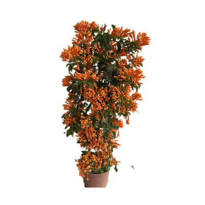 炮仗花苗围墙爬藤植物鞭炮花四季