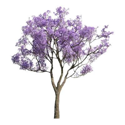 耐寒蓝花楹树苗珍贵树苗珍稀名贵树苗凤凰木红花楹树庭院树苗包邮