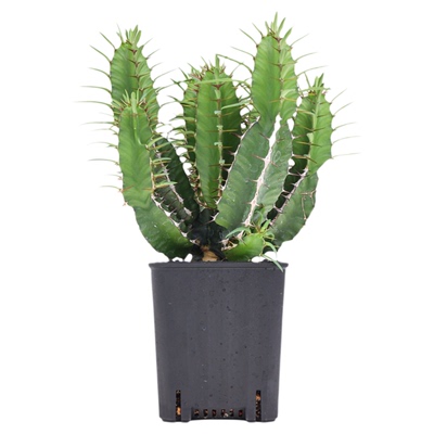 火山大戟珍奇块根植物盆栽绿植