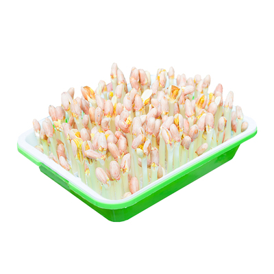大款花生盘豆芽水培芽苗菜专用盆