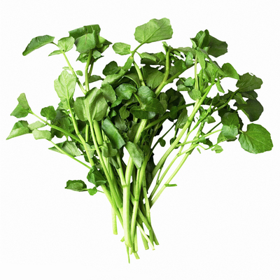 四季广东西洋菜种籽阳台庭院青菜种易种活蔬菜籽豆瓣菜种子