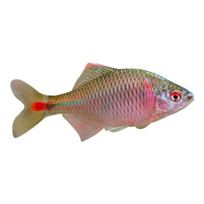 顺丰七彩高体鳑鲏原生活鱼好养耐活淡水冷水观赏鱼溪流缸造景旁皮