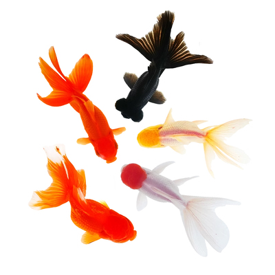 金鱼观赏鱼耐活鱼小鱼不打氧