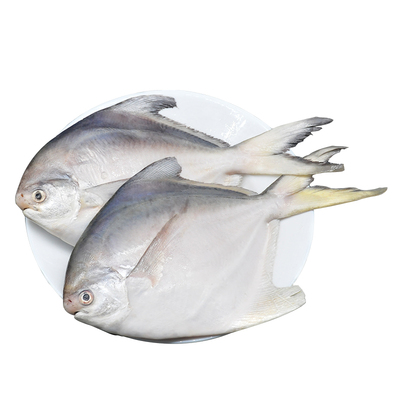 新货上市青岛海捕银鲳鱼4斤/箱
