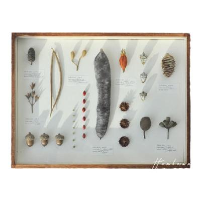 标本植物果实树叶昆虫蝴蝶干花复古相框手作森系装饰画墙壁挂画