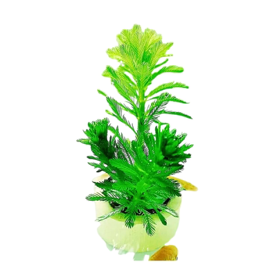 鱼缸中后景活体淡水新手好养增氧