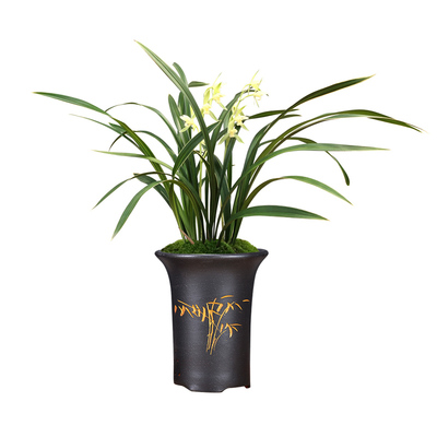 建兰阳台盆栽好养花卉