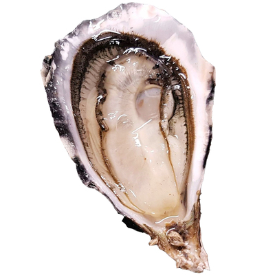 空运进口爱尔兰鲜活生蚝