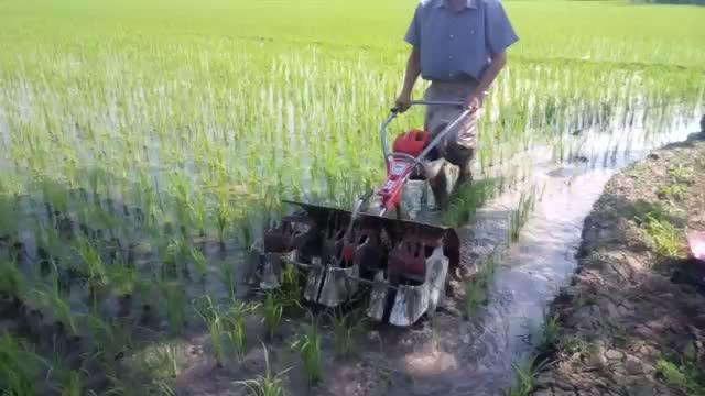 Mini Weeder Rice Paddy Weed Removing Machine - Buy Mini Weeder,Paddy ...