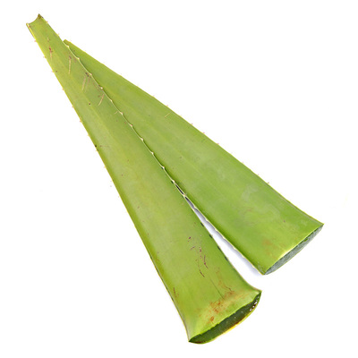 可食用叶肉新鲜果肉可吃芦荟盆栽