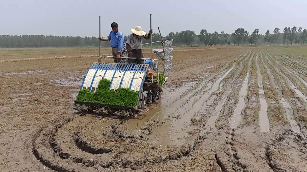 Hydraulic Self Walking Rice Transplanter / Manual Rice Transplanter ...