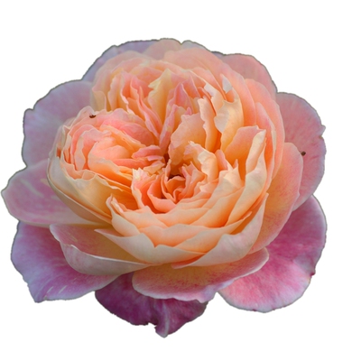 老园丁戴尔巴德月季花园盆栽莫奈