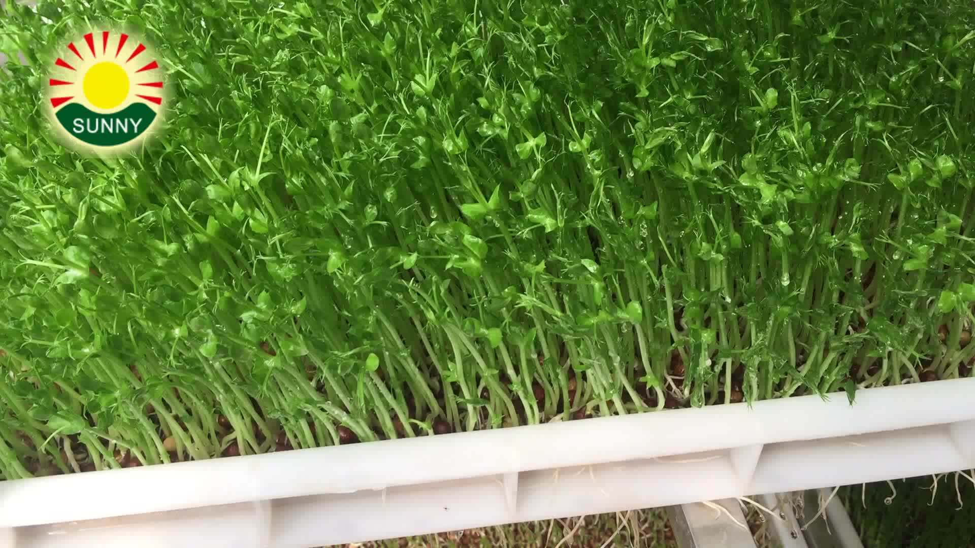 Animal Fodder Sprout Machine. Barley/wheat/ Oats/ Maize/peanut/alfalfa ...