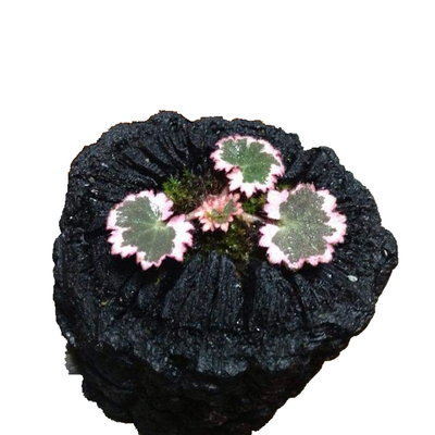 进口迷你小绿植姬虎耳桌面治愈系