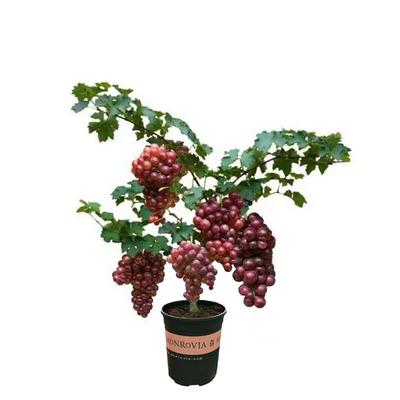 葡萄果树苗阳光玫瑰特大爬藤盆栽