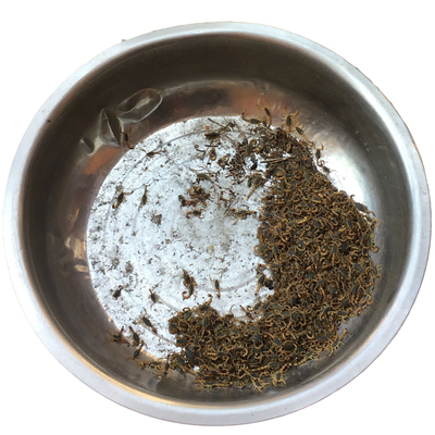 活体蝎子十足全虫干蝎子散装