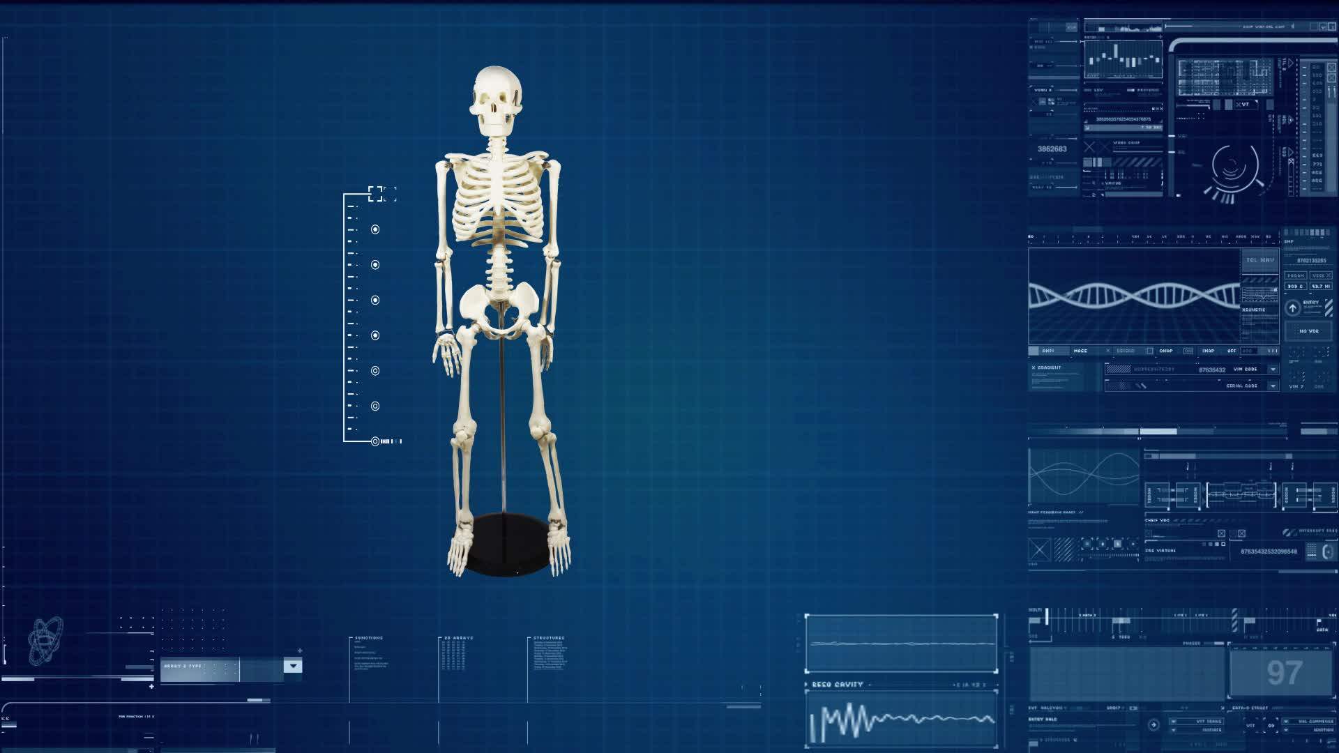Basic Anatomical Model 85cm Skeleton Model Of Human - Buy Skeleton ...