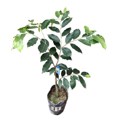 一代白奇海南超越存活率沉香树苗