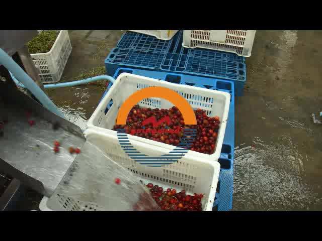 Automatic Cherry Stem Removing Machine Auto Industrial Cherry Stalk ...