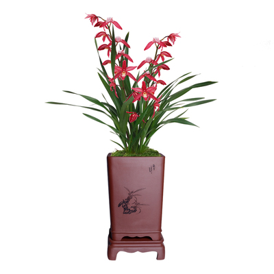 紫霞建兰建兰紫霞盆栽好养花卉