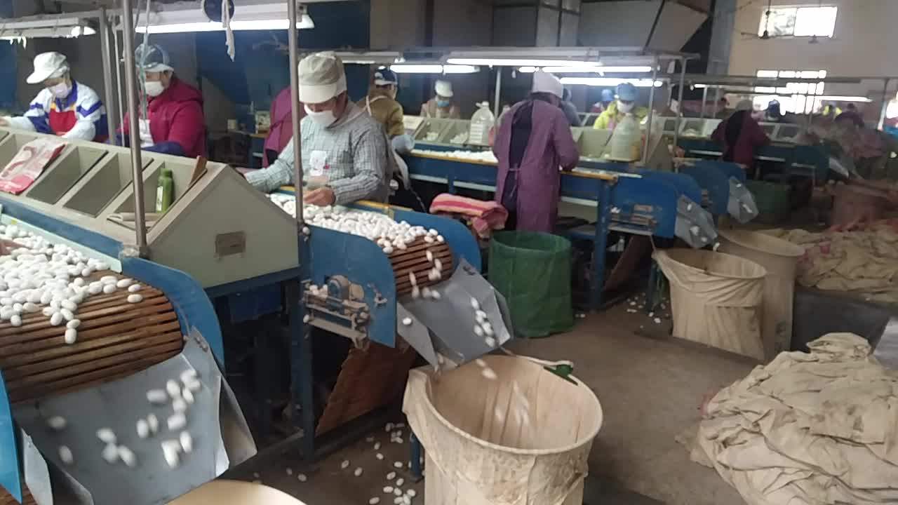 Waste Cut Silk Cocoon For Research Experiment 100% Natural No Any ...