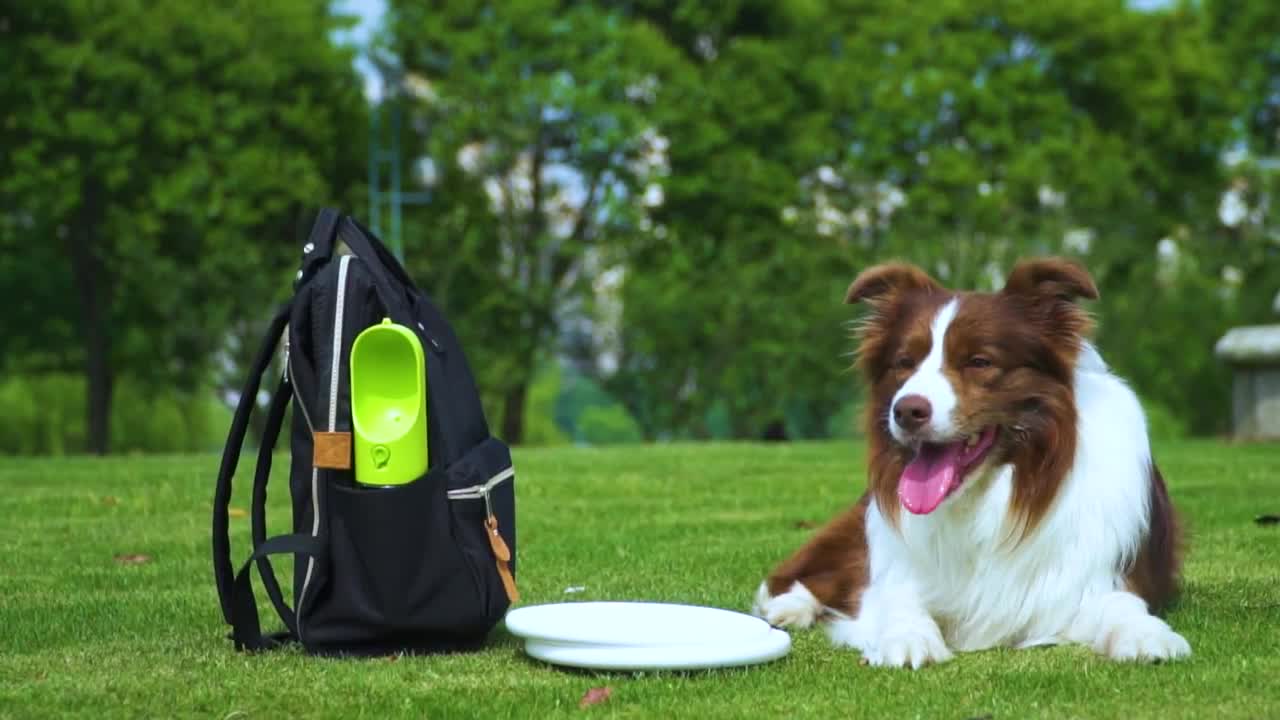 Petkit Tritan Material Bpa Free Dog Portable Travel Water Bottle With petkit-tritan-material-bpa-free-dog-portable-travel-water-bottle-with