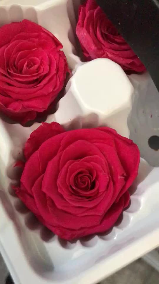 Everlasting Roses,Preserved Fresh Rose,Real Natural Preserved Roses ...