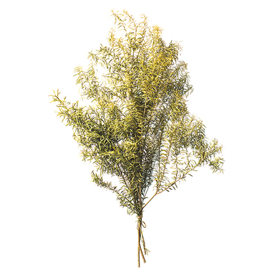 千层金黄金香柳天然绿色真花叶子