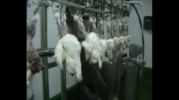 Rabbit Slaughter Equipment In Rabbit Slaughter Line For Rabbit ...