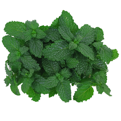 薄荷叶叶头嫩头新鲜叶芽烘焙奶茶