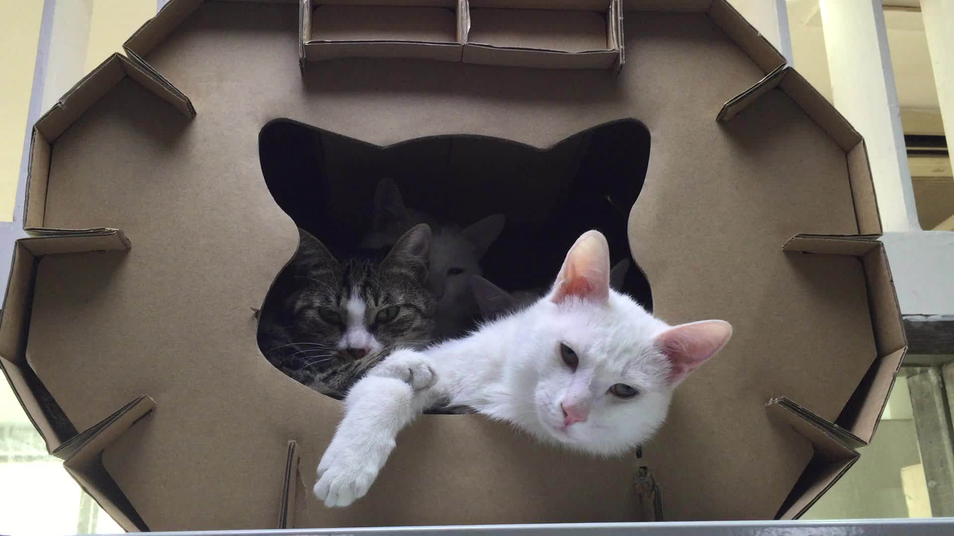 Unique Design Cat House Cardboard Indoor Cat House - Buy Indoor Cat ...