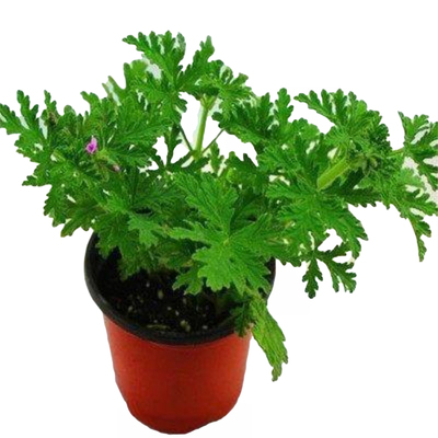 驱蚊草盆栽夏季阳台香叶天竺葵