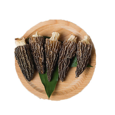 蘑菇食用菌菌种羊肚菌家庭种植